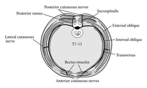 Posterior Rectus Sheath