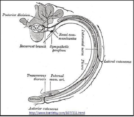 Fig 2. Course of the thoracic intercostal nerves